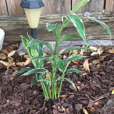 Musa Coccinea Scarlet Banana Live Rhizome Tropical Plant - Etsy