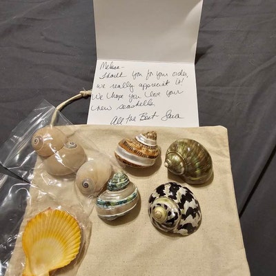 Conch Florida King Crown Conch Seashell Handpicked on Marco Island or ...