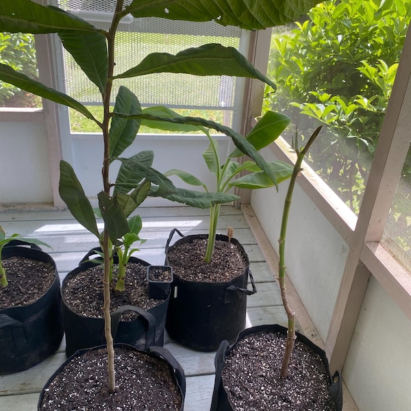 Grafted Loquat ( Níspero Japones Injertdo)golden Nugget) (pepita De Oro ...