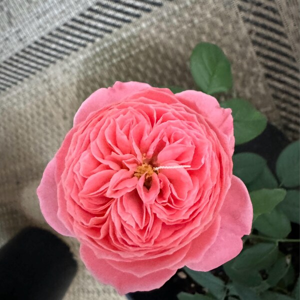 Princess Sakura. 樱花公主 Japanese Rose.continue Blooming. Disease ...