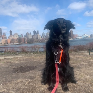 Biothane Tab or Bringsel Pick Your Color 1/2 Wide Heavy | Etsy