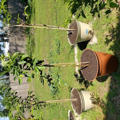 Fresh Whole Burdock Root, Gobo Root - Etsy