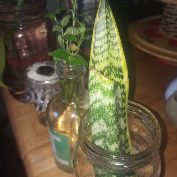 Starter Houseplant Cutting Bundle Satin Pothos, Pearl and Jade Pothos ...