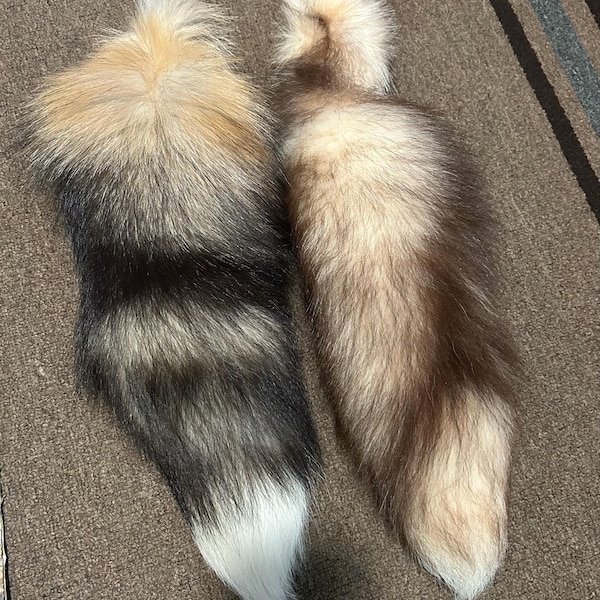 Taxidermy, a Pair, of X - X Mating Stoat or Long-tailed Weasels ...