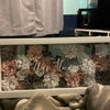 Personalized 6x14 Shadow Box With Paper Flowers - Etsy