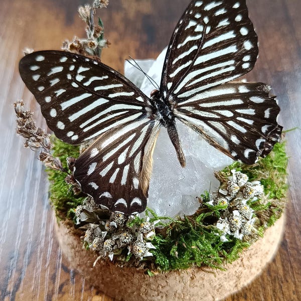 5-100PCS Real Butterfly Specimen Taxidermy Insect Butterflies Decor ...
