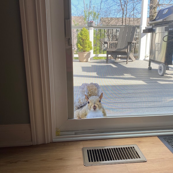Pvc-free Peeking Squirrel Window Decal, Animal Cling, Kids, Nature ...