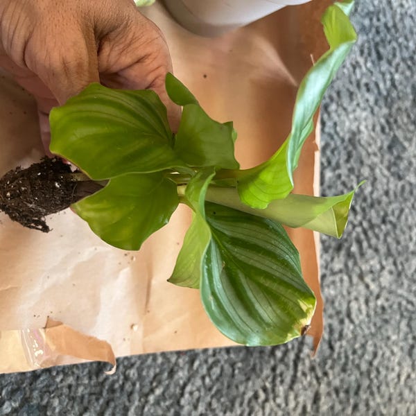 Calathea Orbifolia Starter Plant: Round Foliage Tropical Plant (***all ...