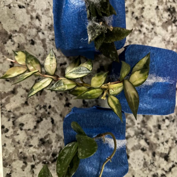 Hoya Lima splash 2-inch - Etsy