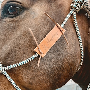 Sparkle Gambler Halter Horse Mule Tape Halter With Bronc Nose Band ...