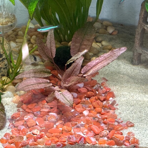 1 Pink Flamingo Crypt Plant! Live Aquarium Plants! Free S/h Live ...