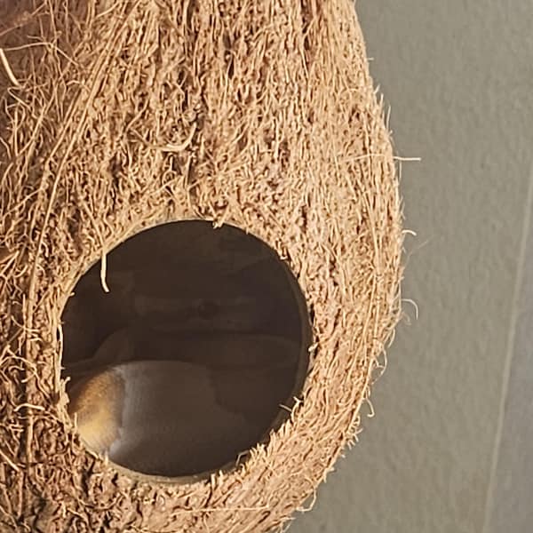 Coconut Hide -comes in 2 Sizes (great for Crested Geckos, Leopard ...