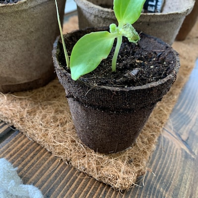 Tromboncino Rampicante Huge Italian Heirloom Zucchini Squash - Etsy