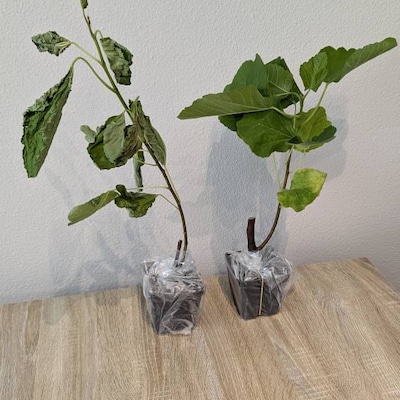 2 Red Maple Trees acer Rubrum4 Containeron SALE NOW - Etsy