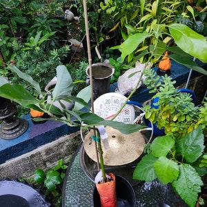 Sir Prize Avocado Tree 1 Feet Tall Grafted Tree Ship in Plastic Bag - Etsy