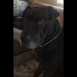 Iced Out Tennis Dog Chain/ Collar SILVER, PINK, ROSEGOLD - Etsy