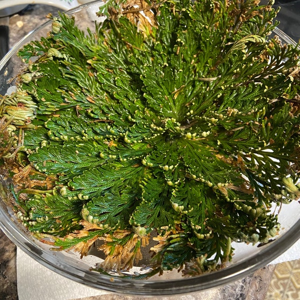 Jericho Flower - Rose of Jericho, Resurrection Flower, Whole Dried Herb ...