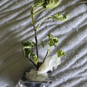 Croton Red Batik - Live Plants in 4 Inch Pots - Codiaeum Variegatum ...