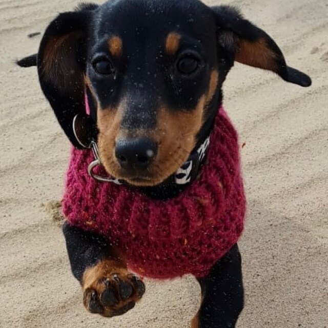 SnazzySausageDog - Etsy UK