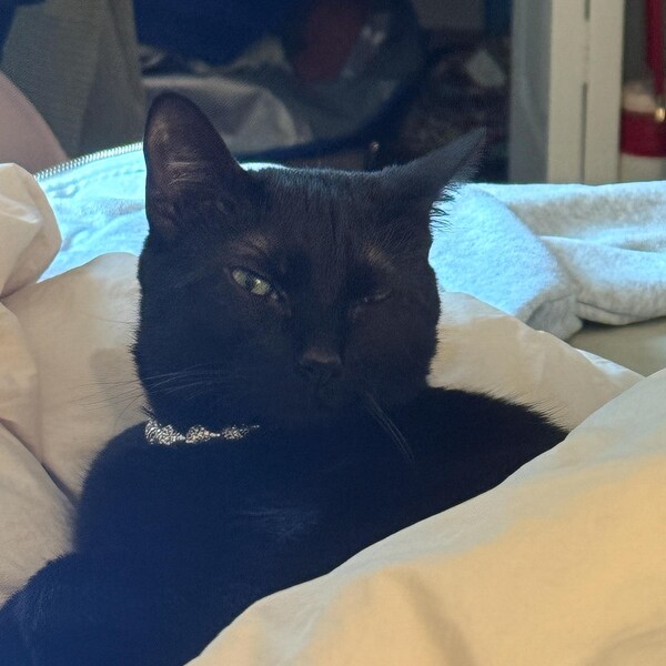 Breakaway Rhinestone Cat Collar - Etsy