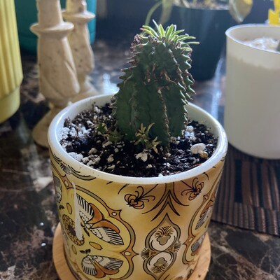 Twisted Euphorbia Cactus Spiral Cactus Rare Succulent Live - Etsy