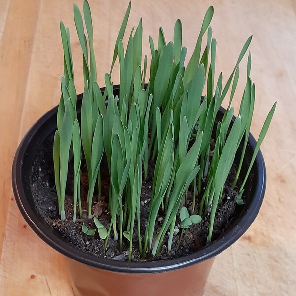 Cat Grass Microgreen Sprouting Mix Seeds, Wheatgrass, Barley & Flax Mix ...