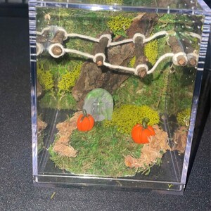 BACKLIT Magical Forest Jumping Spider Enclosure, You Choose Color ...