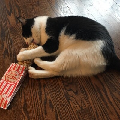Popcorn Kicker Cat Toy, Catnip Toy, Carnival Popcorn, Movie Theatre ...