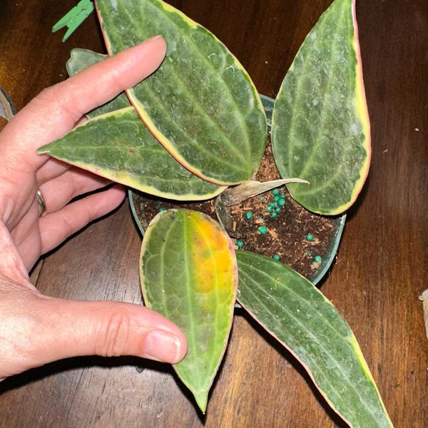 Chester Fern Starter Plant (ALL STARTER PLANTS Require You to Purchase ...