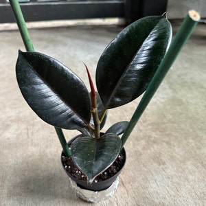 Rubber Tree Plant, Ficus Elastica, Black Prince, Rubber Fig, Rubber ...