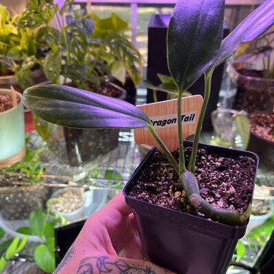 Rhaphidophora Decursiva dragon Tail Starter Plant transaction Requires ...