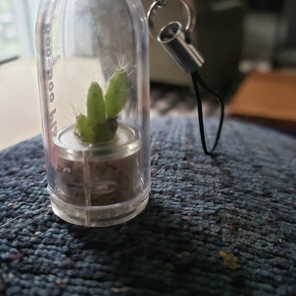 Apple Cactus - Live Cacti Terrarium Flower Miniature Plants Living ...