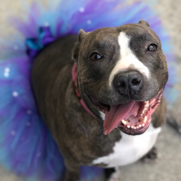 Dog Tutu: TURQUOISE BLUE & PURPLE Small / Medium / Large / Xlarge Dog ...