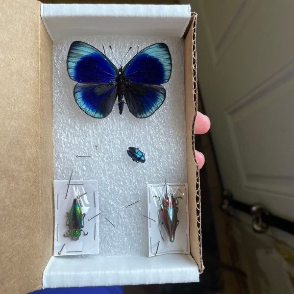 Asterope Leprieuri RECTO Blue Butterfly Peru - Etsy