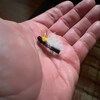6 "shammy" Chamois Tungsten Worms 6 Color Combo Fly Fishing Flies - Etsy