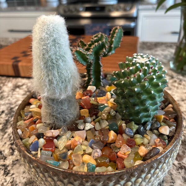 Opuntia Microdasys Monstrose 4" Cactus Plant - Cacti Succulent - Live ...