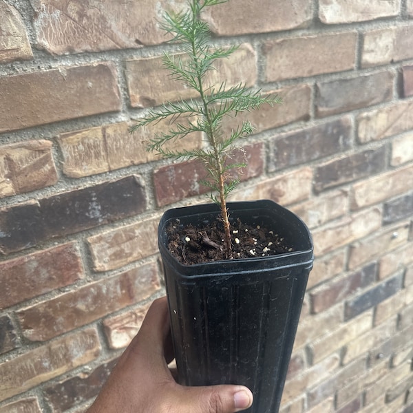 Texas Ebony, Native Texas Tree Seeds and Seedlings: Ebenopsis Ebano ...