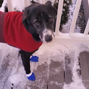 Finish Top Dog Booties set of 4 Sled Dog Snow Boots Iditarod - Etsy