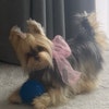 Puppy Jessy Yorkies made to Order Yorkshire Terrier, York Toy, Toy ...