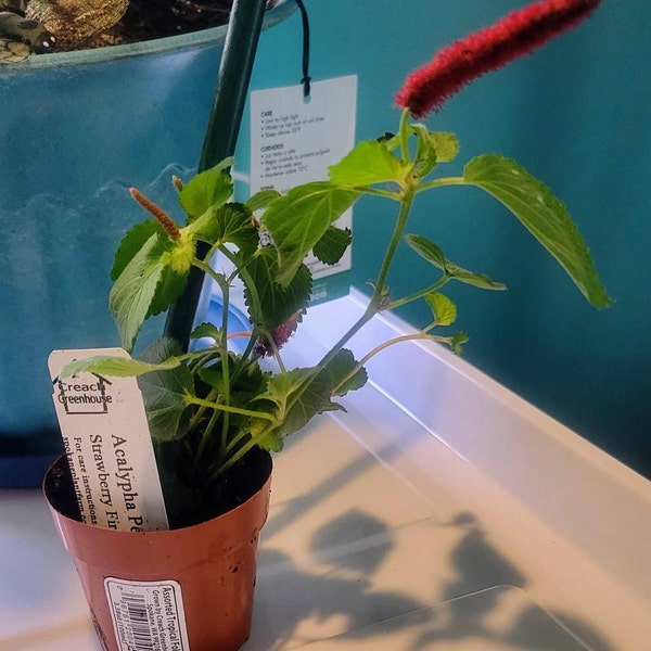 Acalypha Pendula Strawberry Firetails, 2" Plant - Etsy