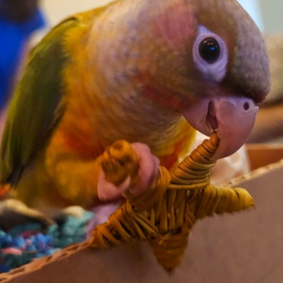 Foraging Fun Box by Cheep Thrills Bird Toys - Etsy