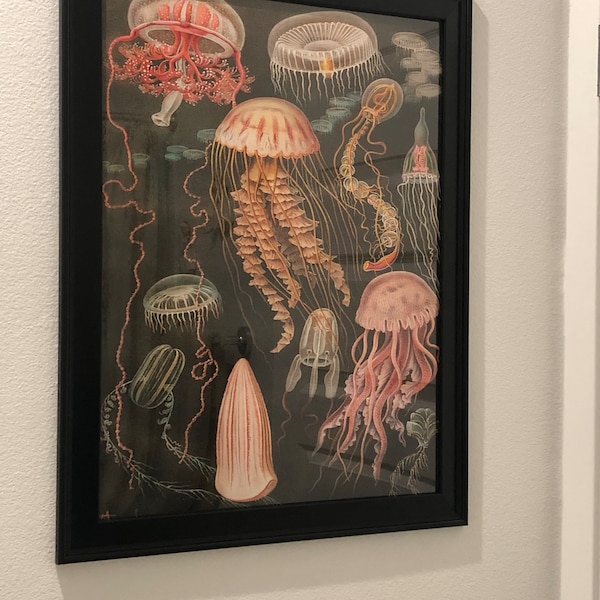 Vintage Jellyfish Poster, Ocean Art, Wildlife Print, Fish Art, Nature ...