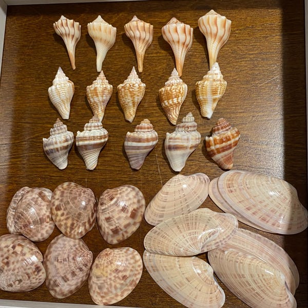Shells Calico Scallops X-small / Seashells - Etsy