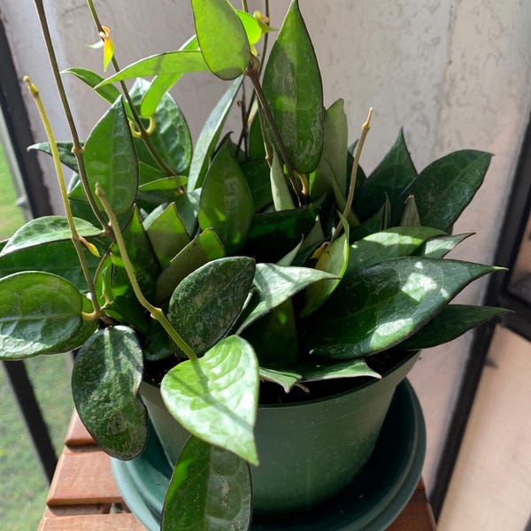 Mican Philodendron Velvet Leaf Philo Indoor & Outdoor Live Tropical ...
