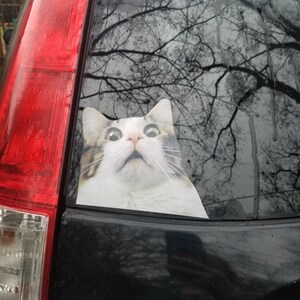 Scaredy Cat Sticker, Cat Sticker, Cat, Kitty, Cat Gift, Kitty Gift ...