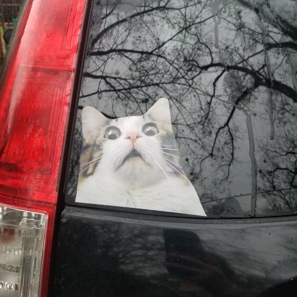 Scaredy Cat Sticker, Cat Sticker, Cat, Kitty, Cat Gift, Kitty Gift ...