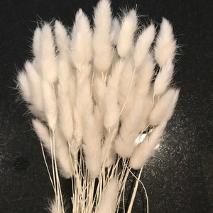 Bunny Tails White Lagurus 15g Dried Flower White Floral Arrangement ...