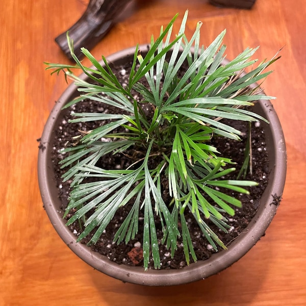 Chester Fern Starter Plant (ALL STARTER PLANTS Require You to Purchase ...
