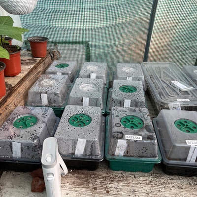 5 Rare Seeds Monet Painting Lotus Seeds Indian Lotus nelumbo Nucifera ...