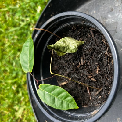 Orange Bignonia Crossvine Plant tangerine Beauty Crossvine Rooted ...